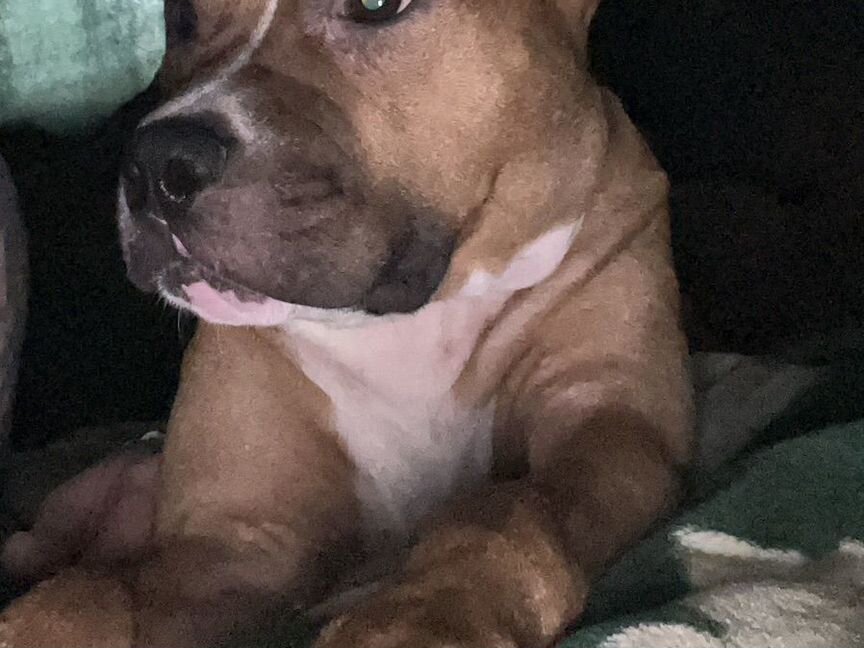 Стаффордширский терьер бесплатно