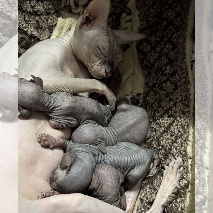 Донской сфинкс котёнок