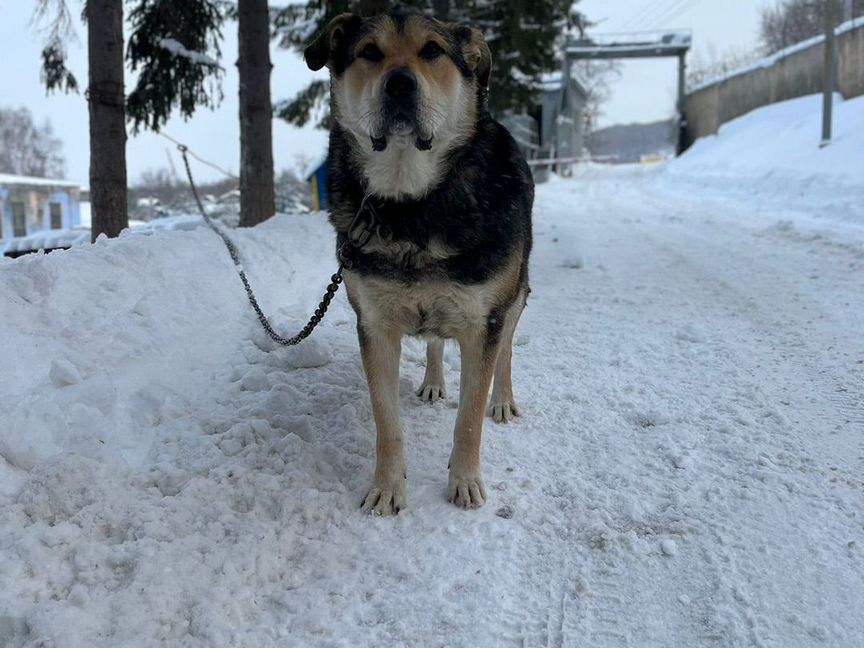 Собака