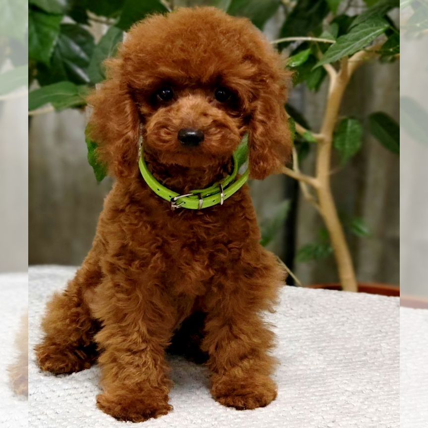 Той-пудель, щенок