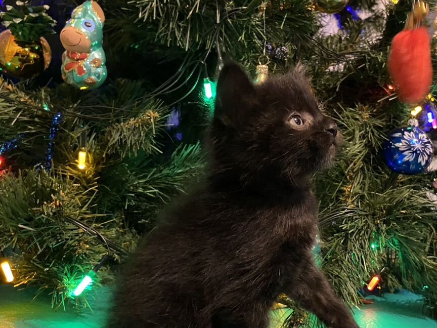 Курильский бобтейл котята