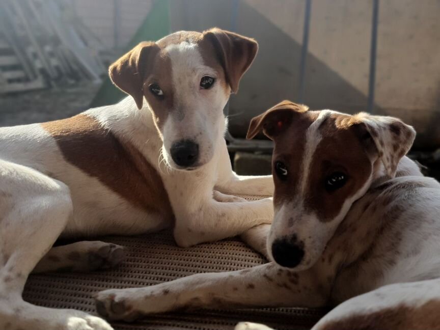 Джек рассел вязка