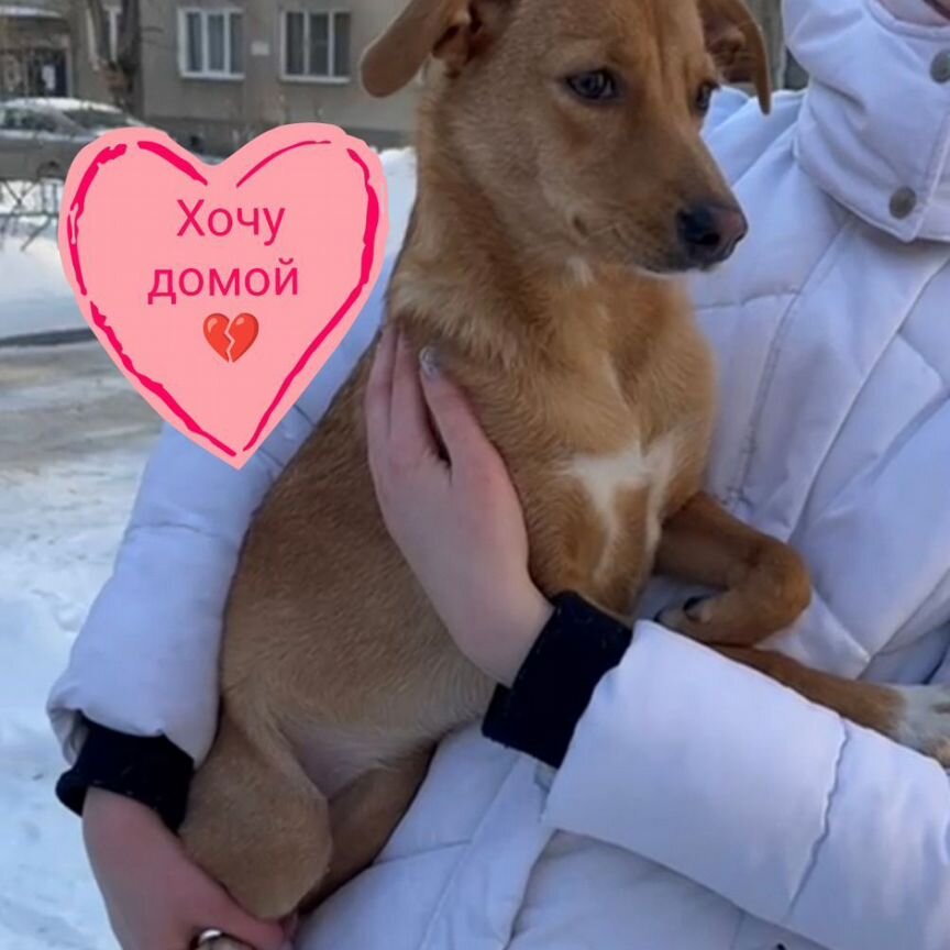 Собачка до года 8кг мёрзнет (в добрые руки)