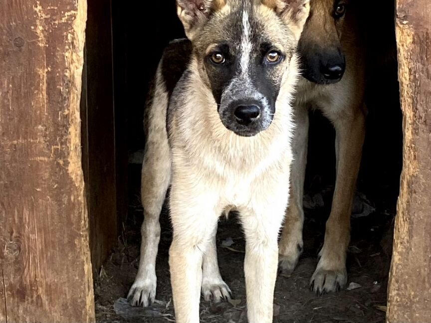 Щенок в добрые руки бесплатно