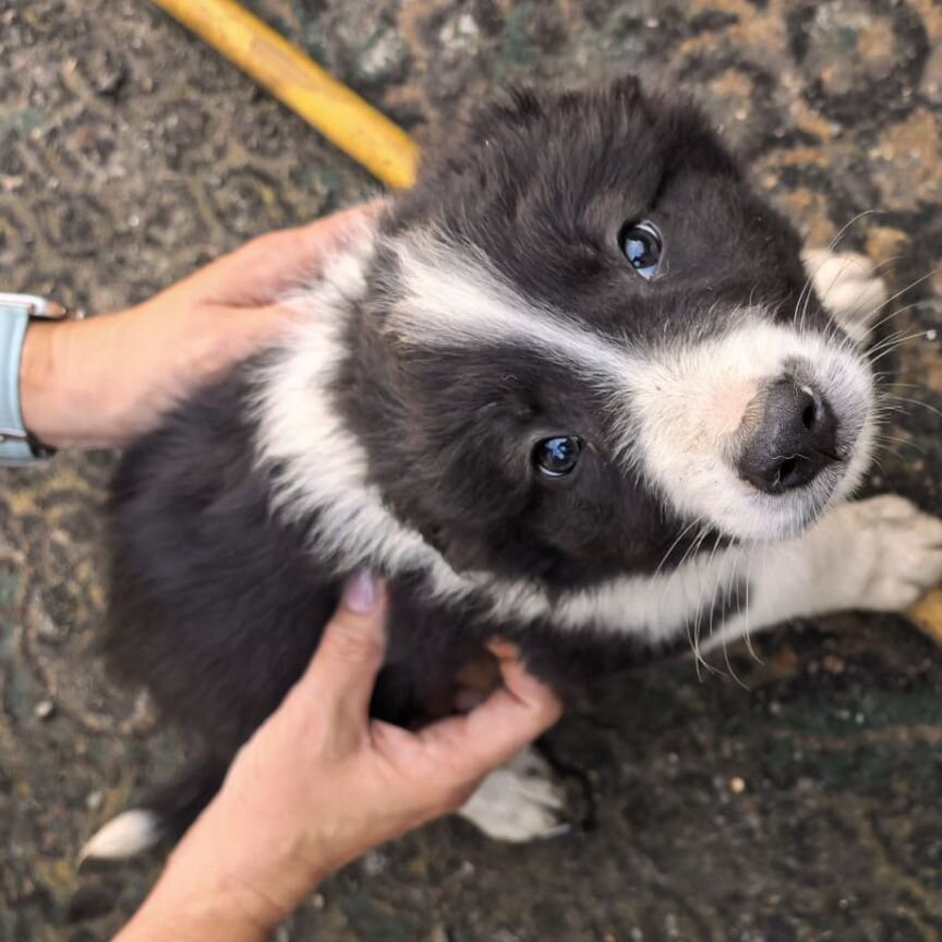 Щенок в добрые руки