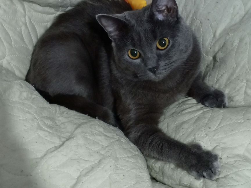 Отдам взрослого кота