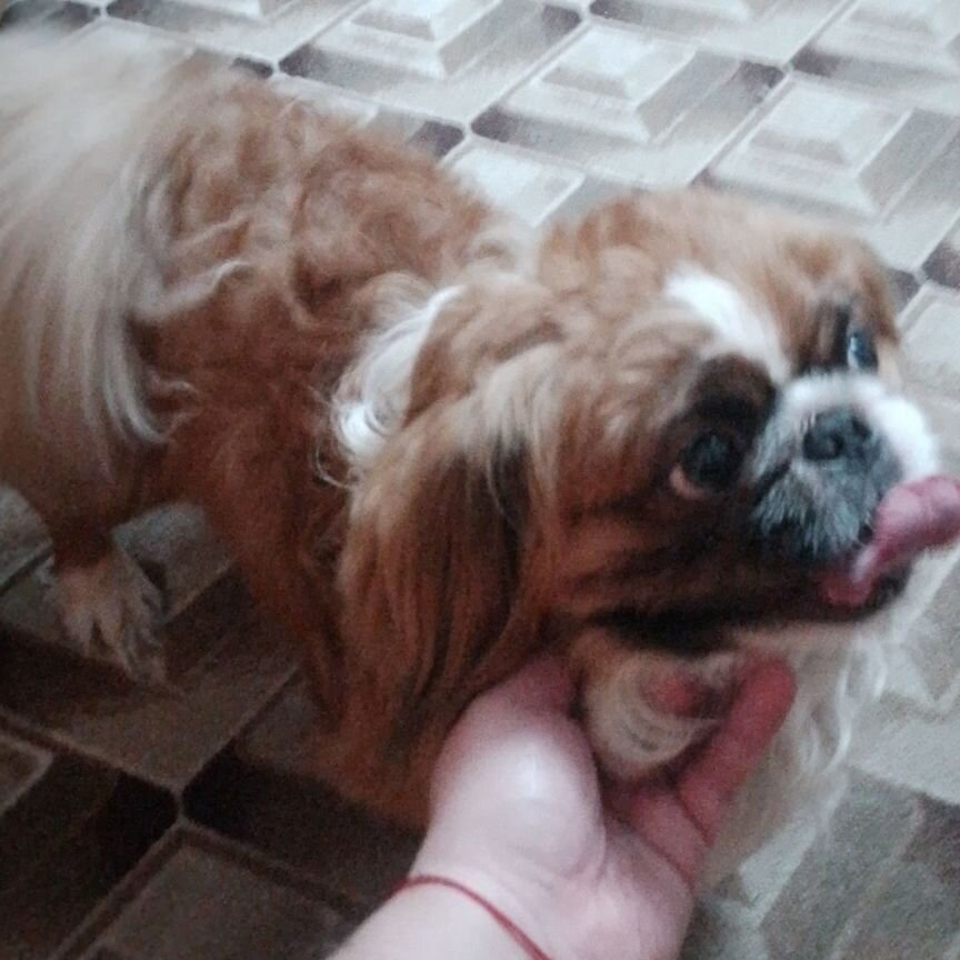 Пекинес, взрослая собака