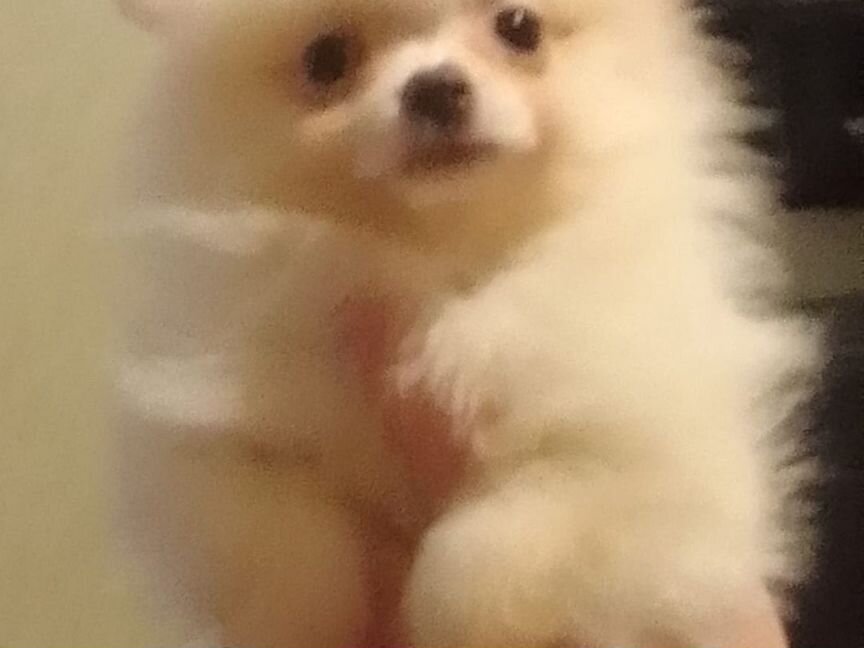 Померанский шпиц тип мишка мини