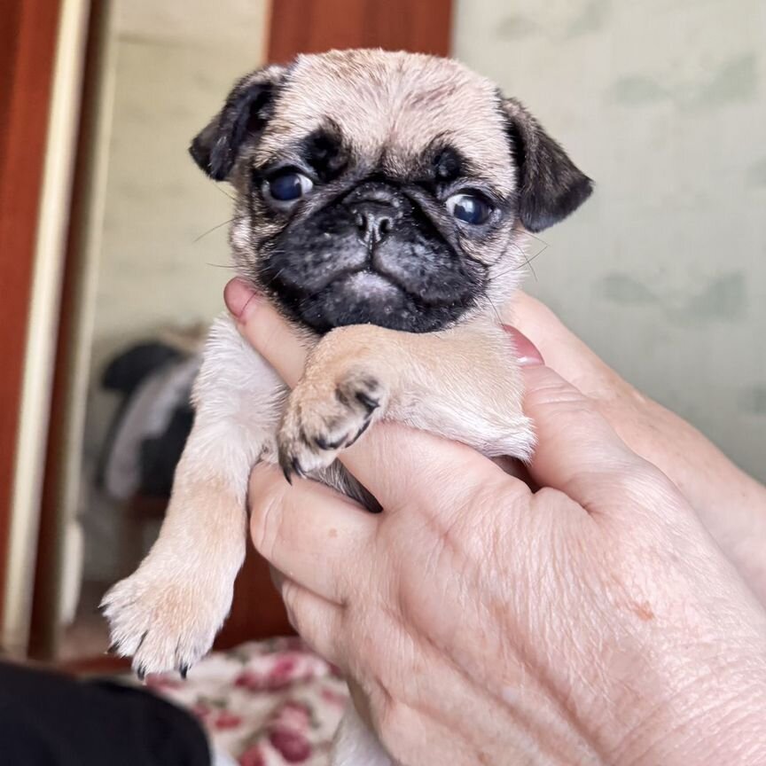 Мопс, щенок