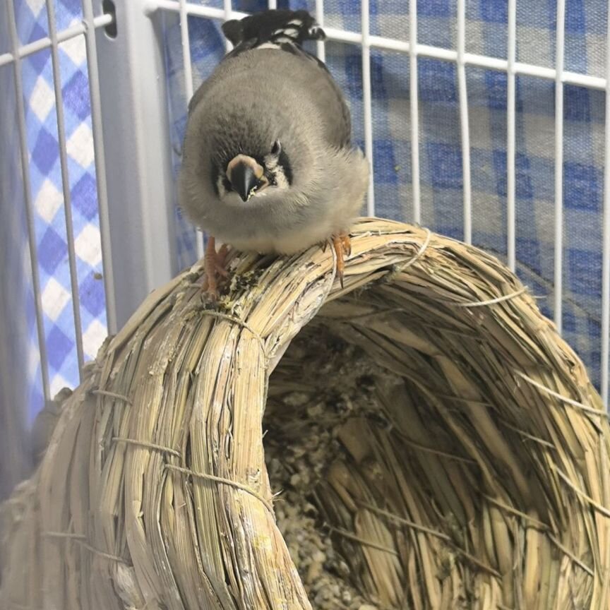 Птенцы зебровой амадины