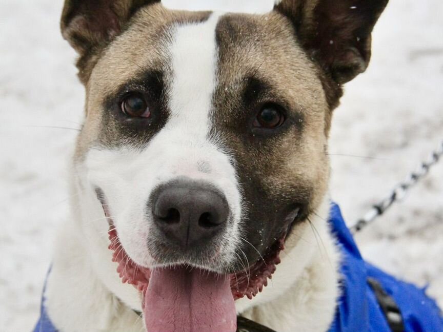 Добрый мальчик из приюта в дар