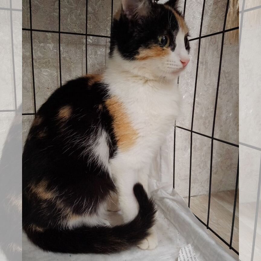 Котята трехцветные