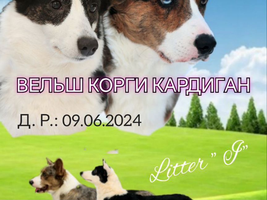 Вельш корги кардиган щенки