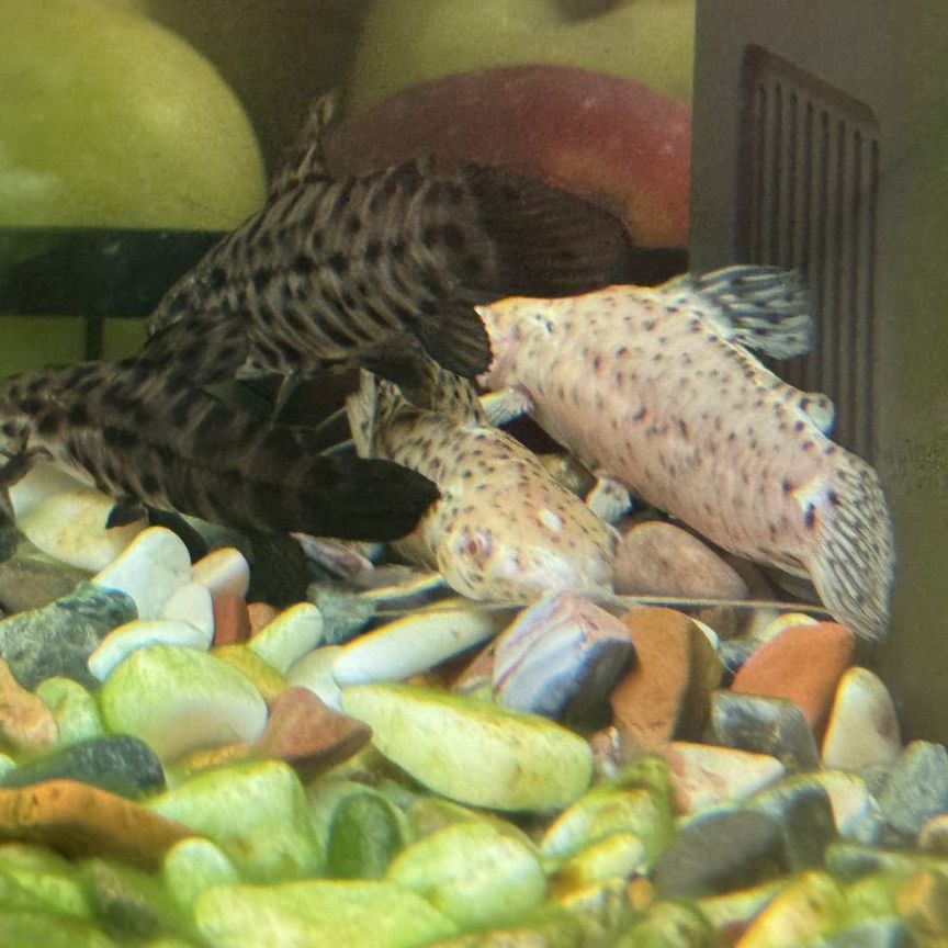 Аквариумные сомы Торакатум