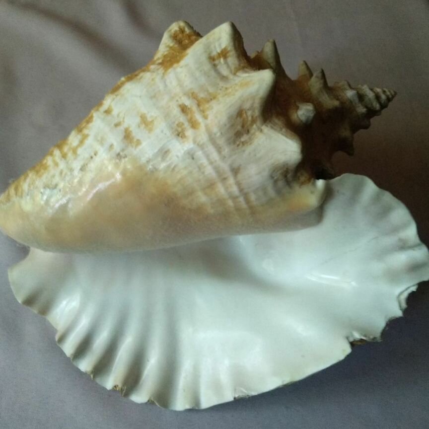 Ракушка морская большая