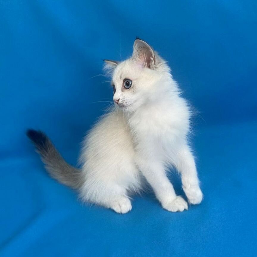 Котёнок Ragdoll Bella