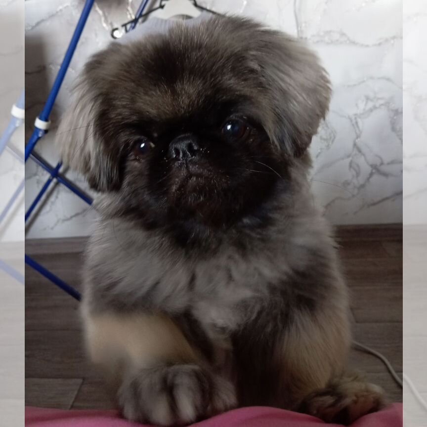 Пекинес, взрослый пёс