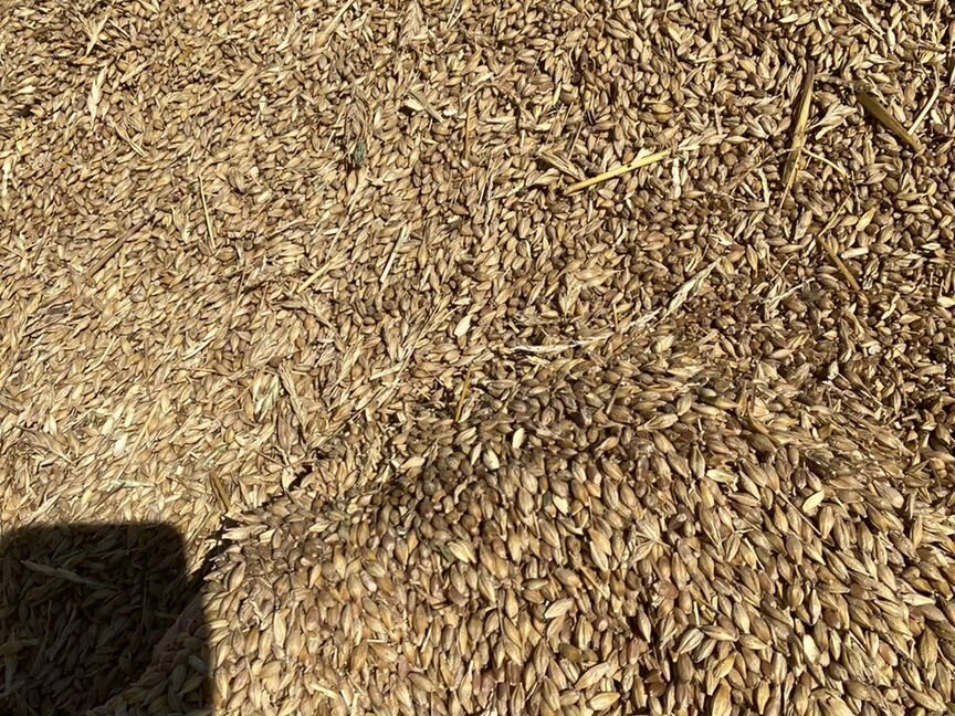 Зерноотходы ячменя урожая 2022 года