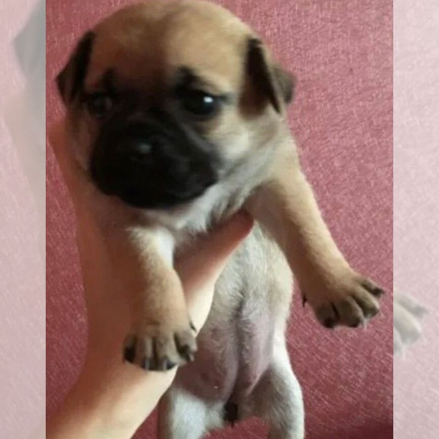 Мопс, щенок