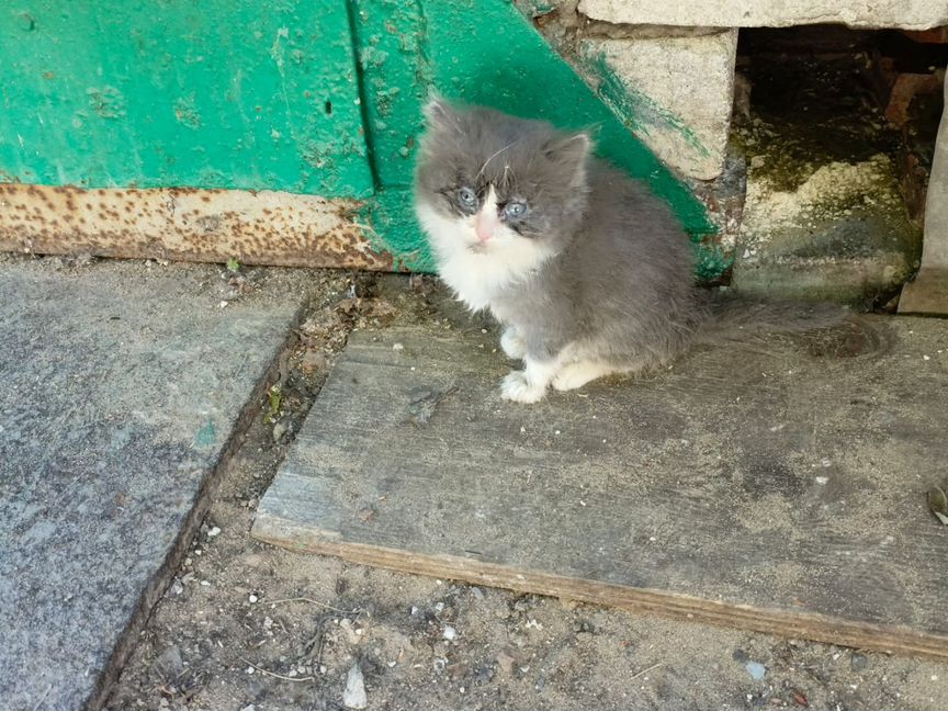 Котенок Девочка