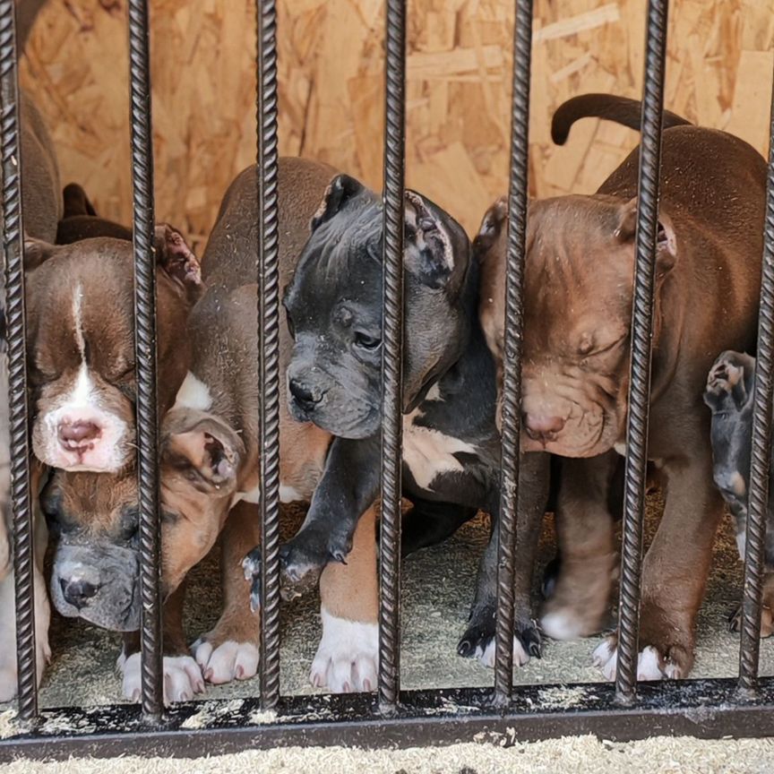 Американский булли xl стандарт