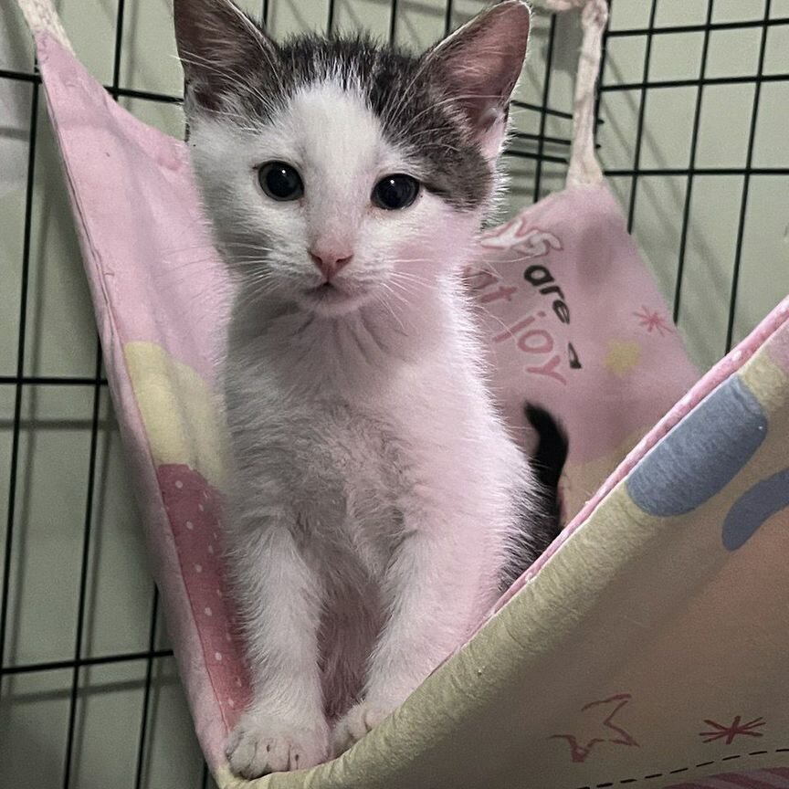 Ласковый весëлый котëнок в добрые руки