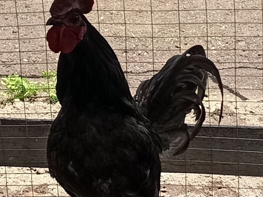 Продам китайского петуха- Ухейилюй Молодой петух