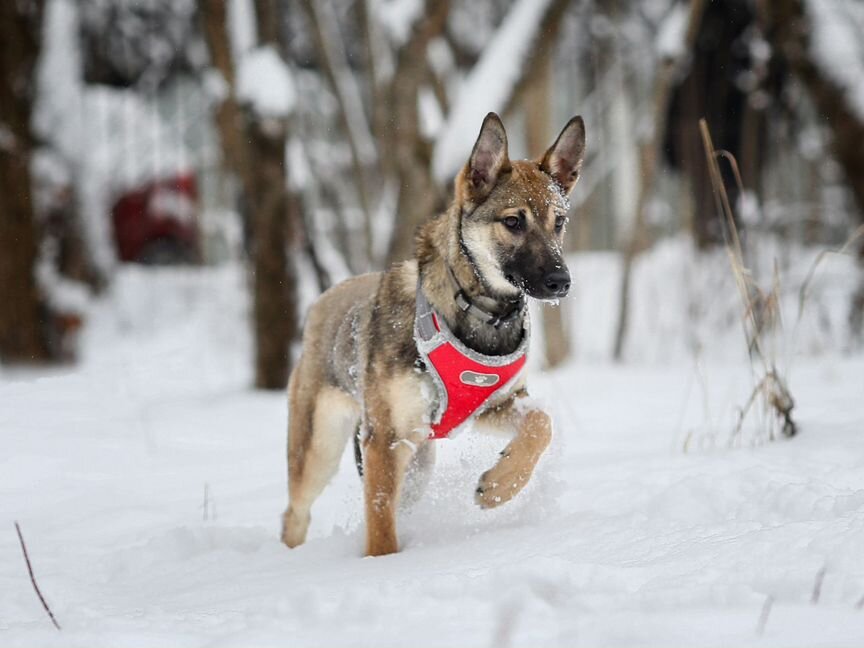 Щенок в добрые руки бесплатно