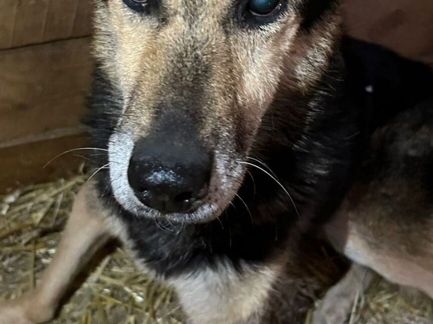 Шанель из приюта в поисках дома