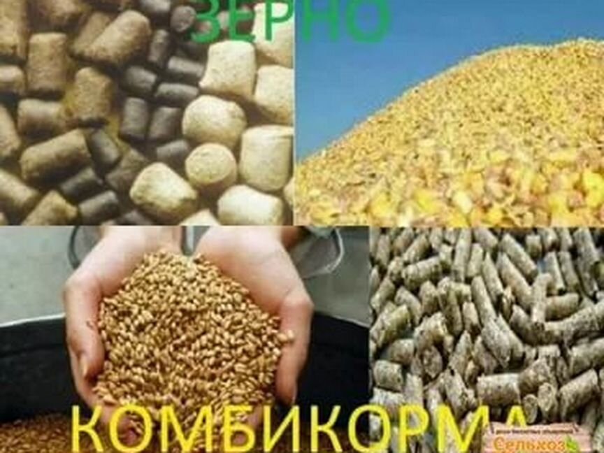 Комбикорма для животных. Зерновые культуры