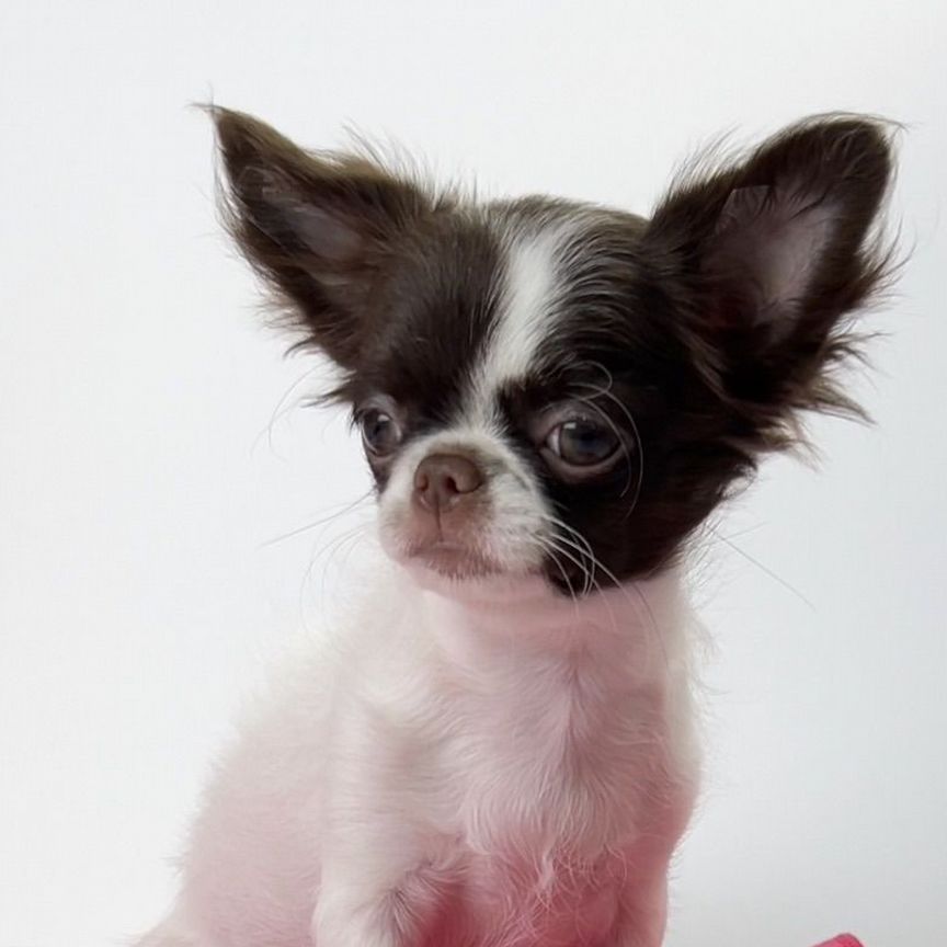 Чихуахуа, щенок