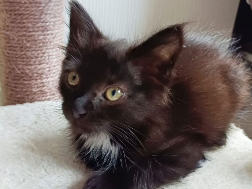 Чудесный черный котенок в дар