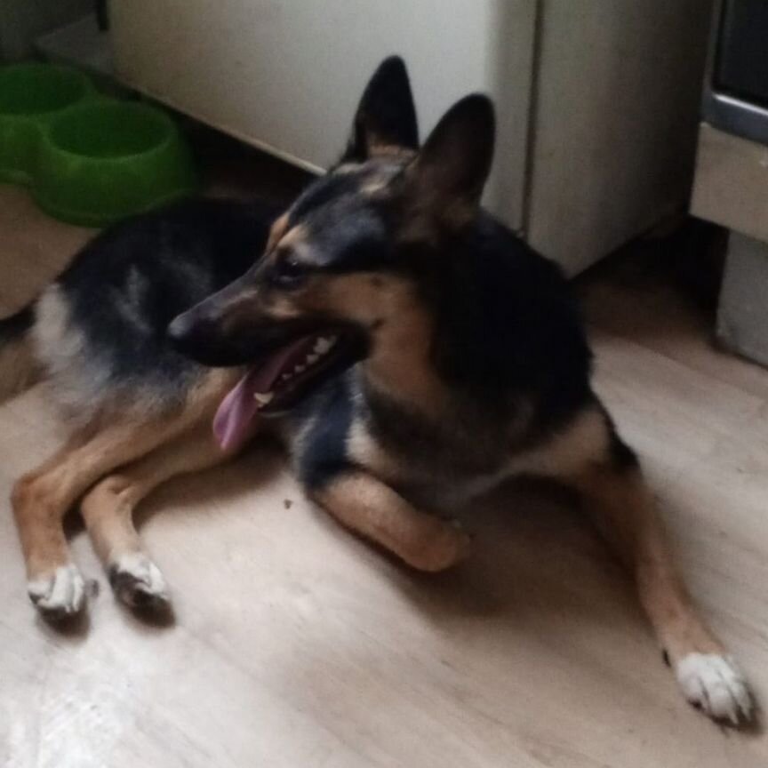 Восточно-Европейская овчарка метис