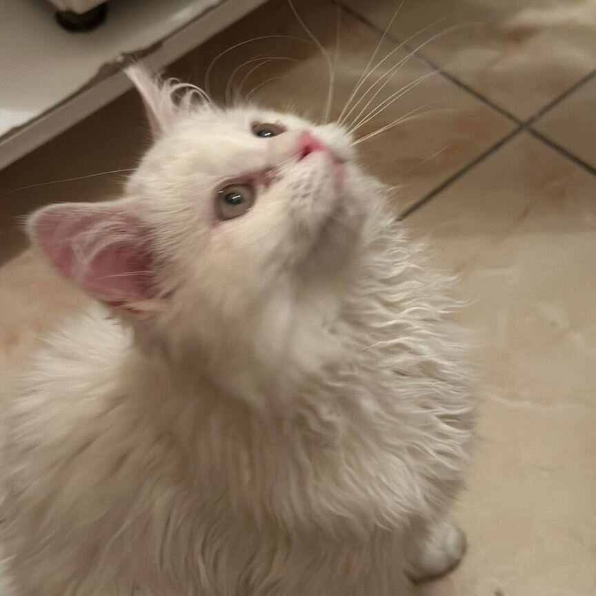 Нашелся котенок