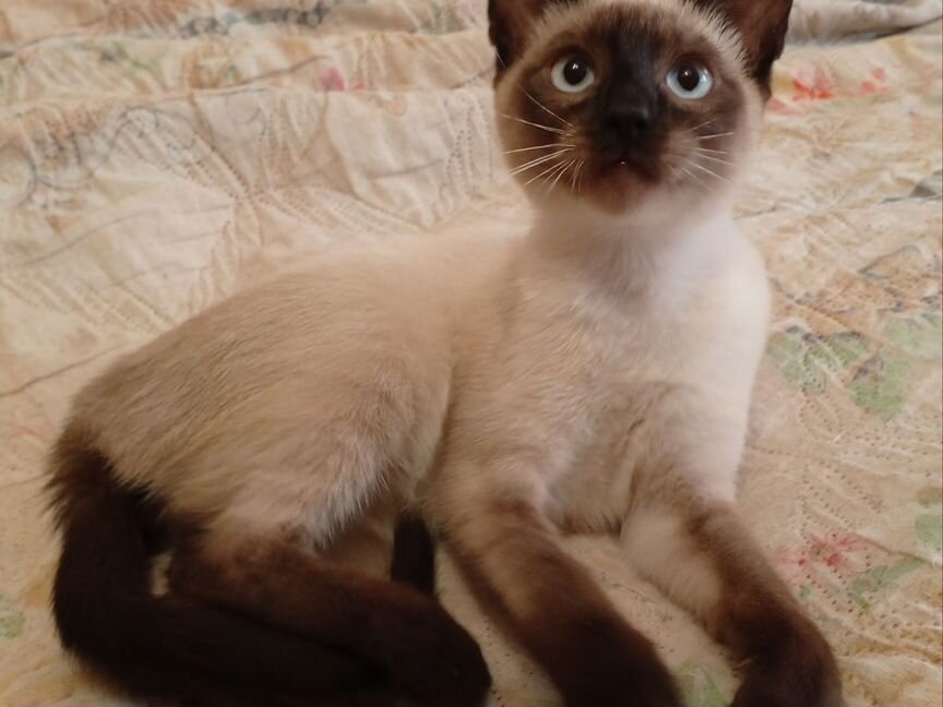 Тайские котята