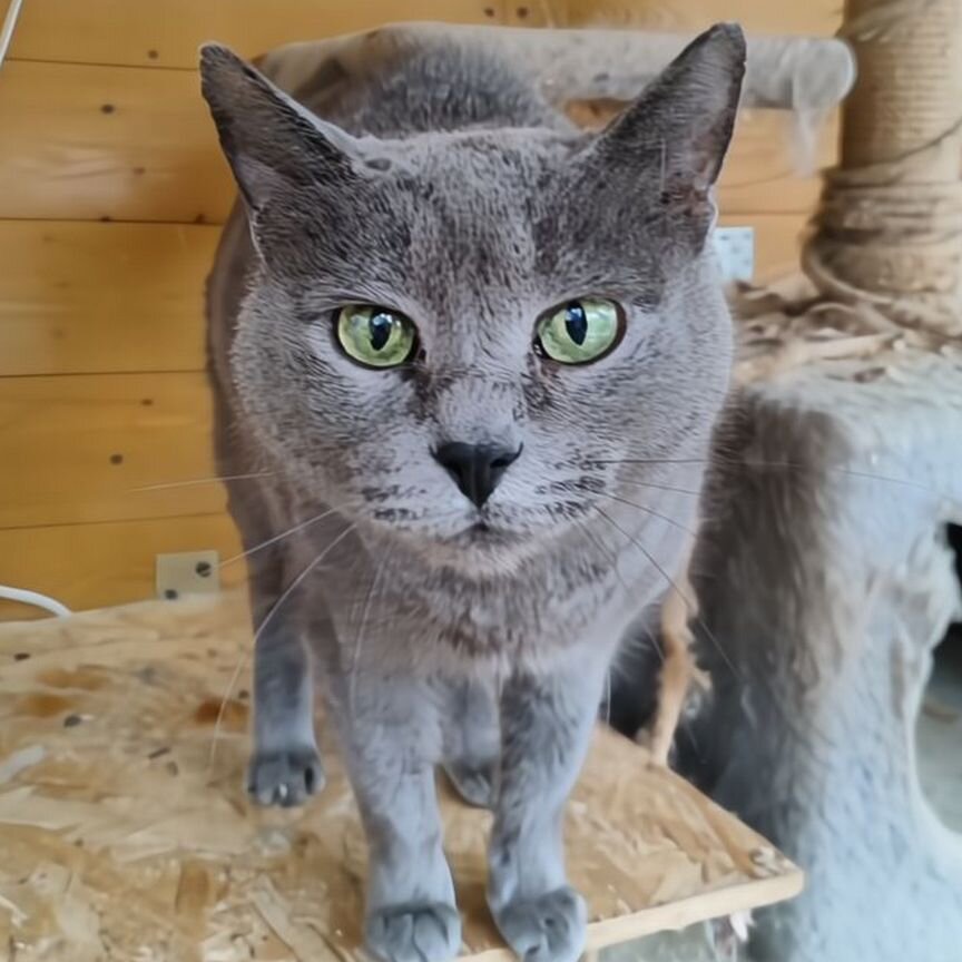 Взрослая, кошка в добрые руки