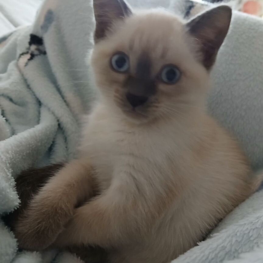 Кошечка красавица