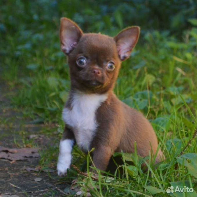 Девчоночка чихуахуа