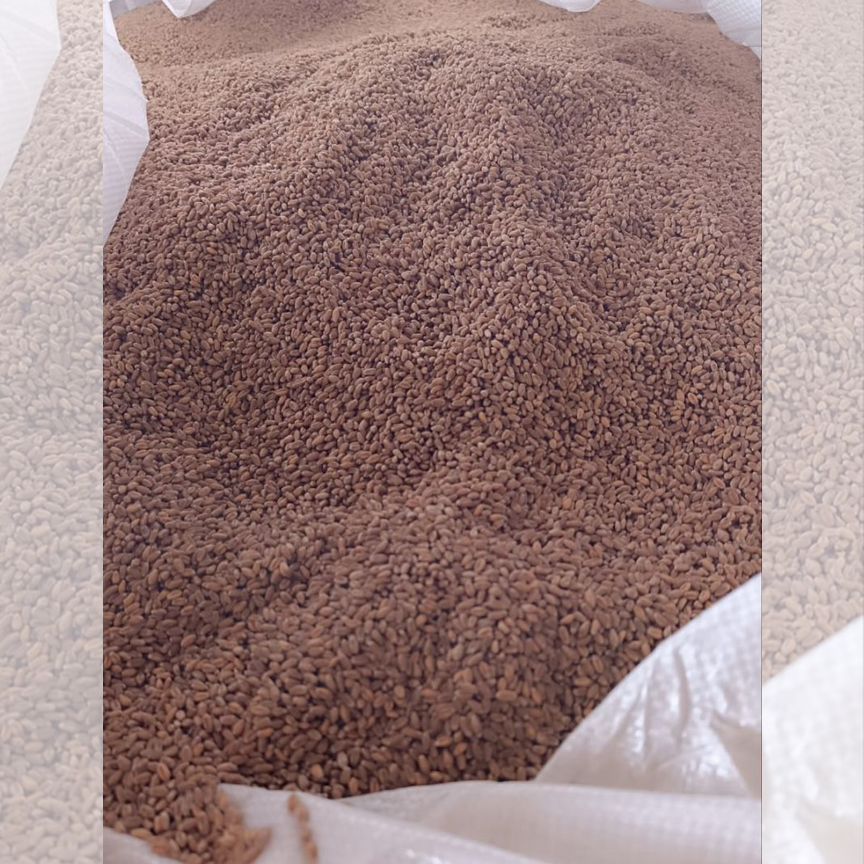 Пшеница яровая