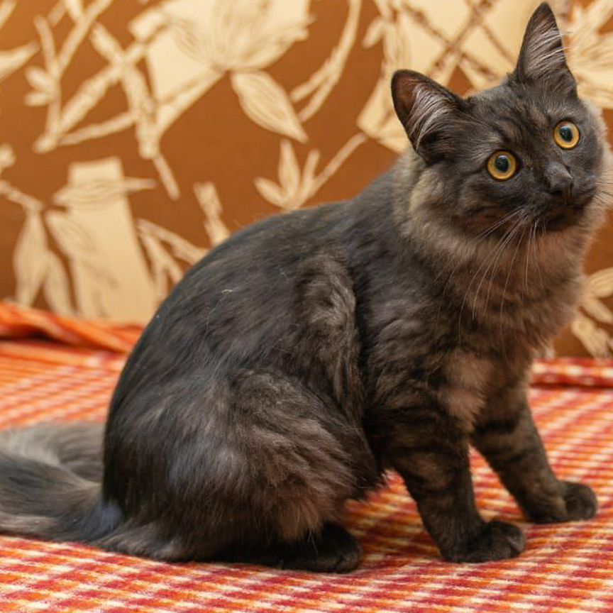 Самый ласковый котик 4,5 мес