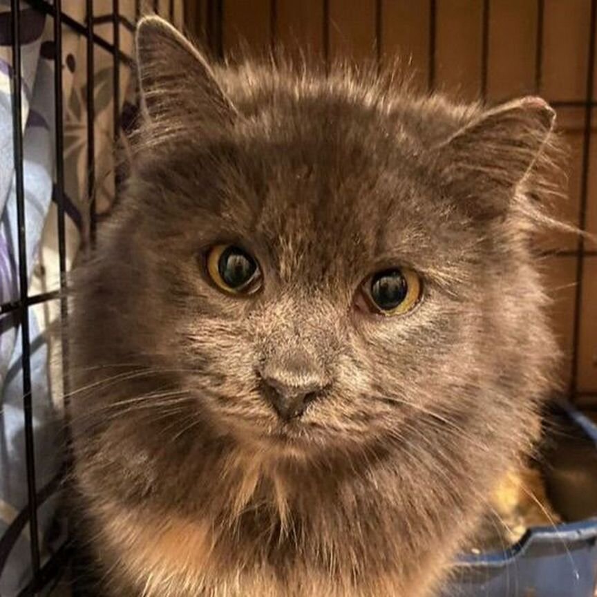 Кошечка ищет дом