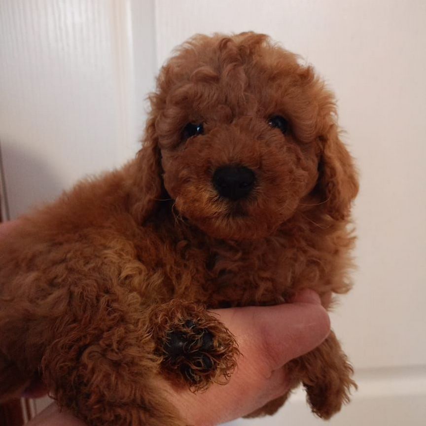 Карликовый пудель