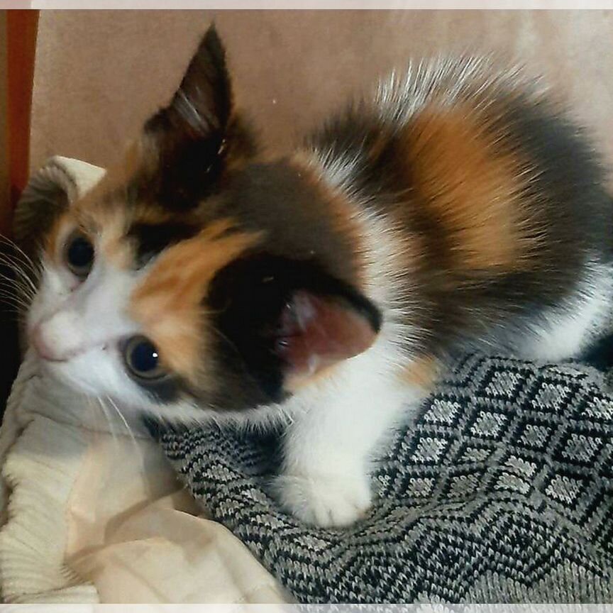 Котенок богатка