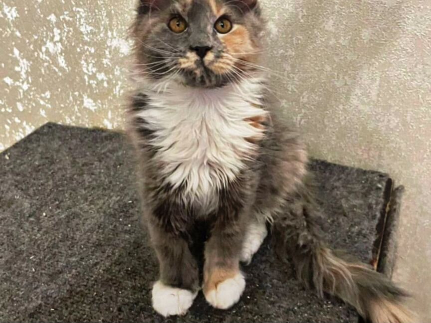 Котенок мейн-кун