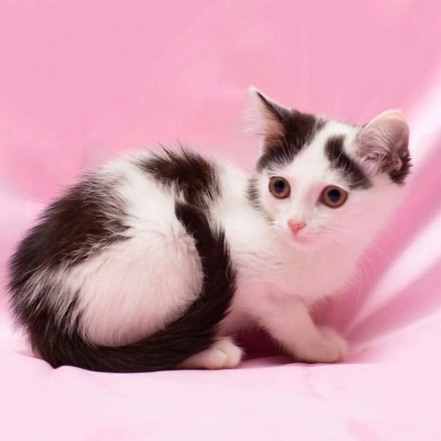 Маленький котенок в добрые руки