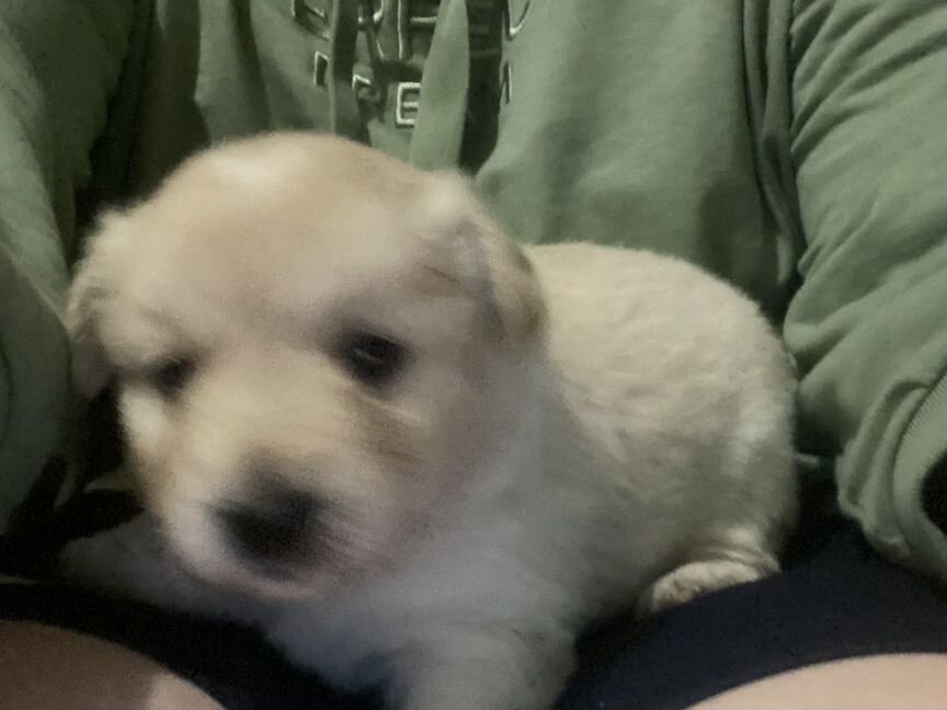 Осталось одна девочка