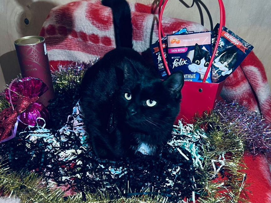 Котик