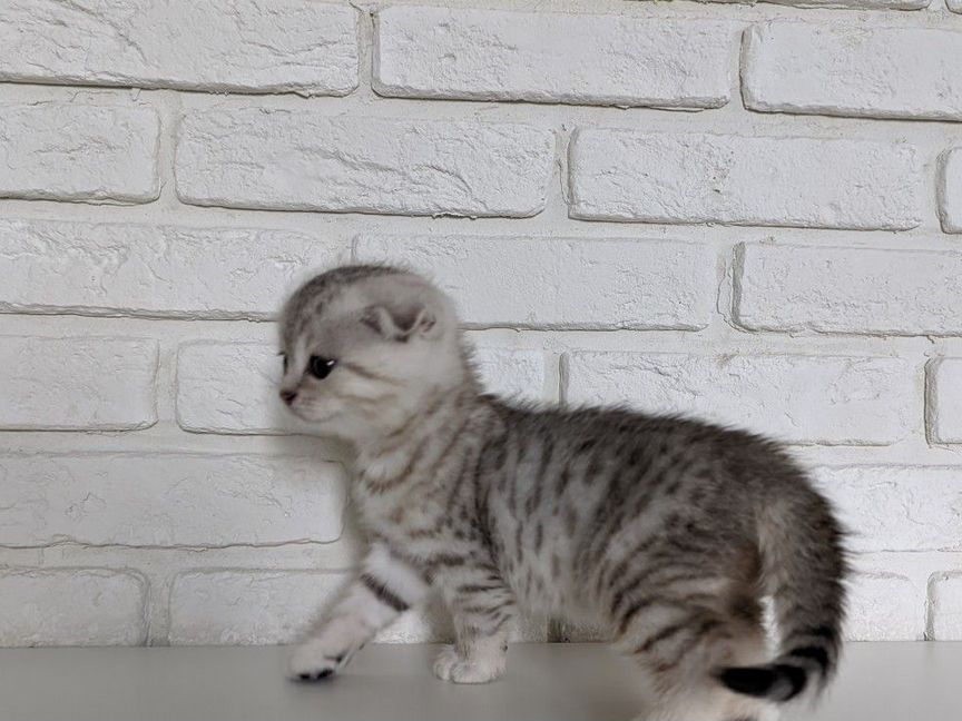 Кошка шотландская вислоухая