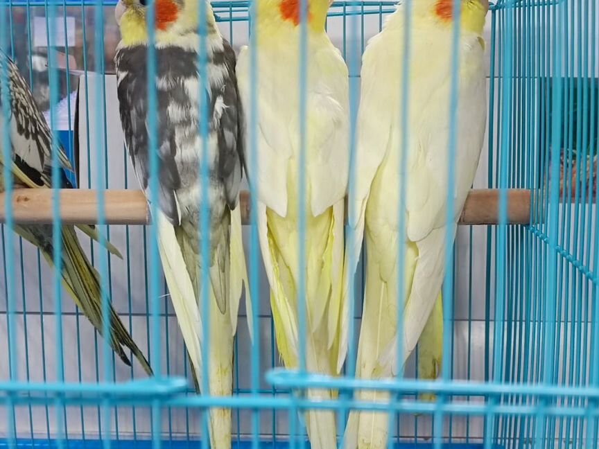 Амадины, волнистые попугайчики, корелла