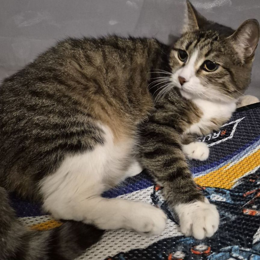 Взрослая, кошка в добрые руки